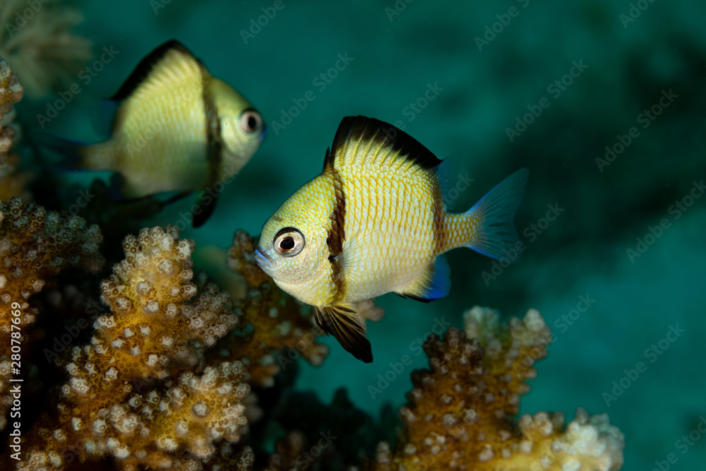 Two-stripe damselfish, reticulate dascyllus, Dascyllus reticulatus ...