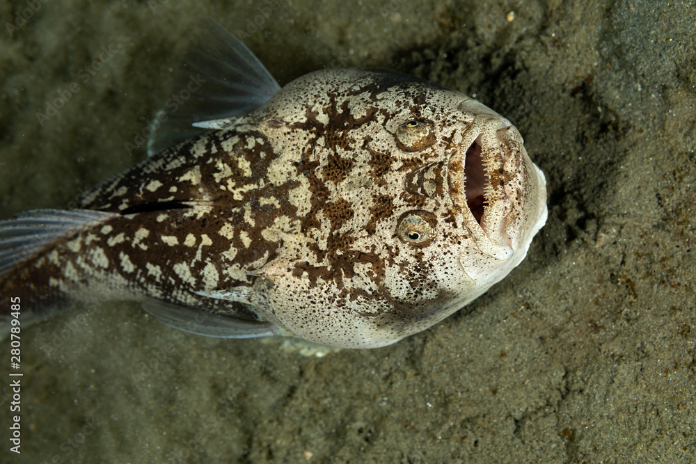 Whitemargin stargazer is a fish of family Uranoscopidae, widespread in ...