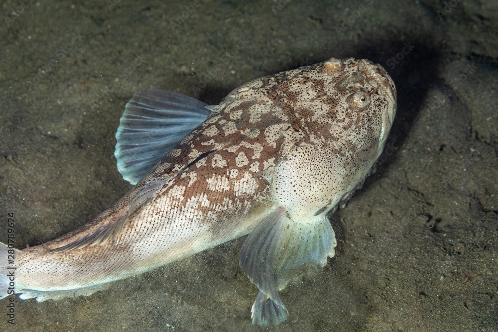 Whitemargin stargazer is a fish of family Uranoscopidae, widespread in ...