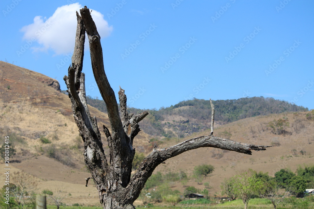 Árvore seca Stock Photo | Adobe Stock