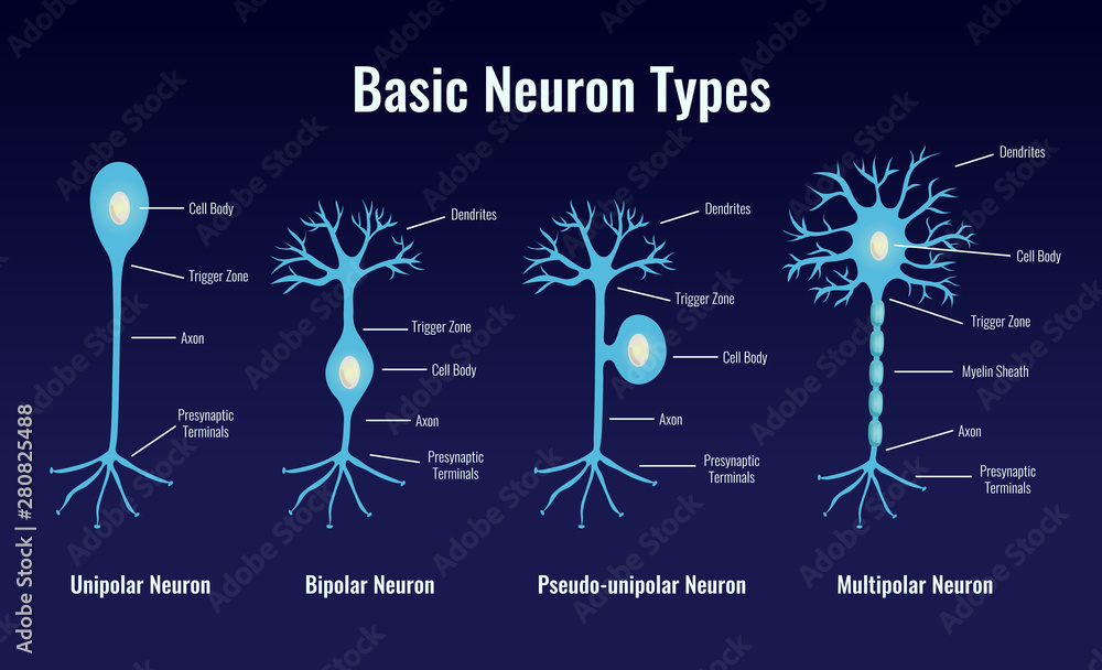 Basic Neuron Types Composition Stock Vector | Adobe Stock