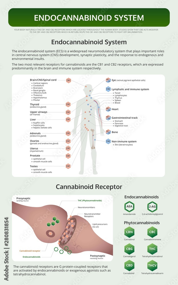 Endocannabinoid System Horizontal texbook design infographic Stock ...