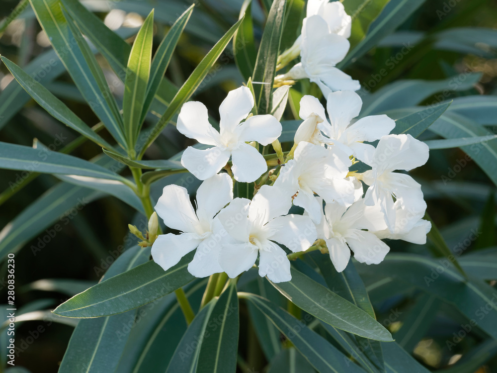 Nerium oleander in bloom with white flowers in clusters at the end of ...