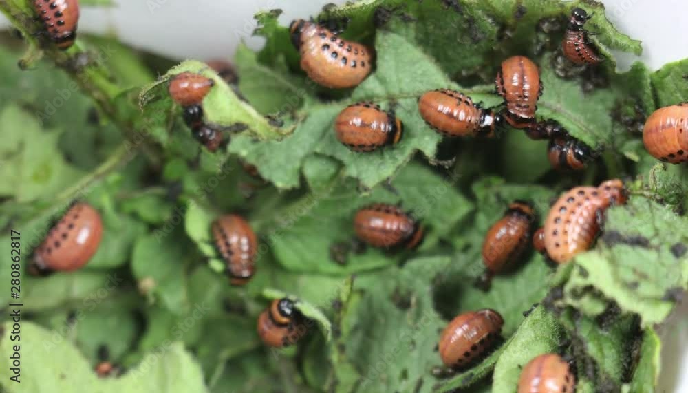 Larvae Of Leptinotarsa Decemlineata bugs Eat Potato Leaves. Serious ...