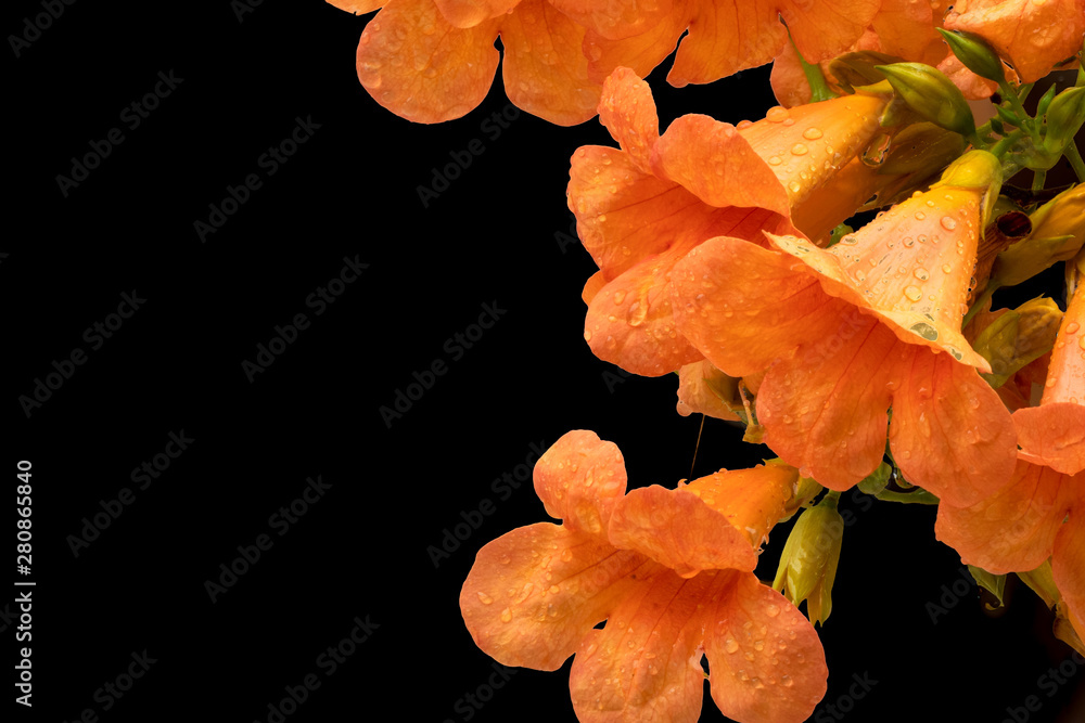 Beautiful Flower of Chinese Trumpet Vine, Isolated on Black background ...