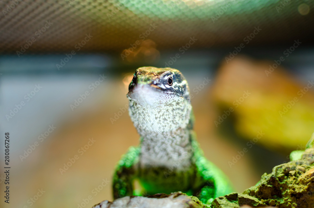 Varanus acanthurus. Exotic animals in the artificial habitat. A cold ...