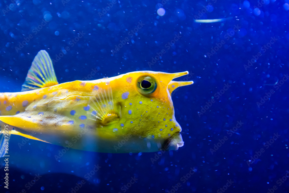 Longhorn cowfish, latin name Lactoria cornuta, also called the horned ...