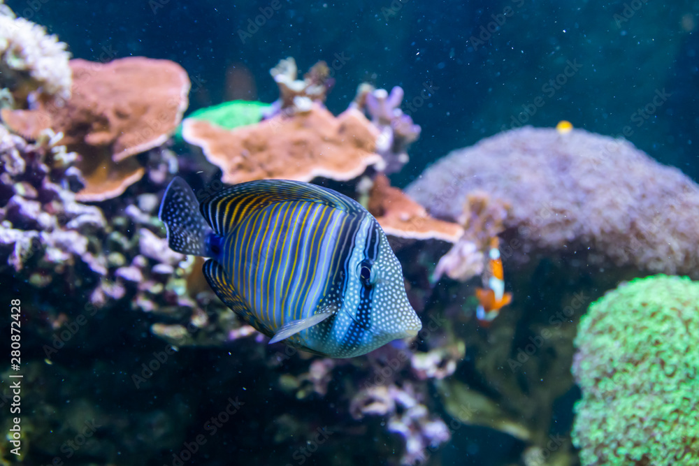 Blue Tang Surgeon Fish - Paracanthurus hepatus. Wonderful and beautiful ...