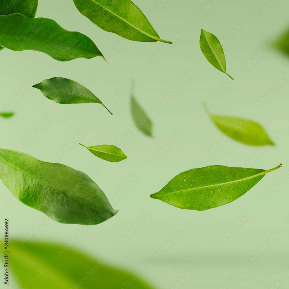 Vividly flying in the air green tea leaves isolated on white background ...