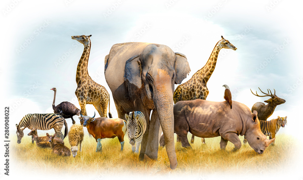 African safari and Asian animals in the theme illustration, filled with ...