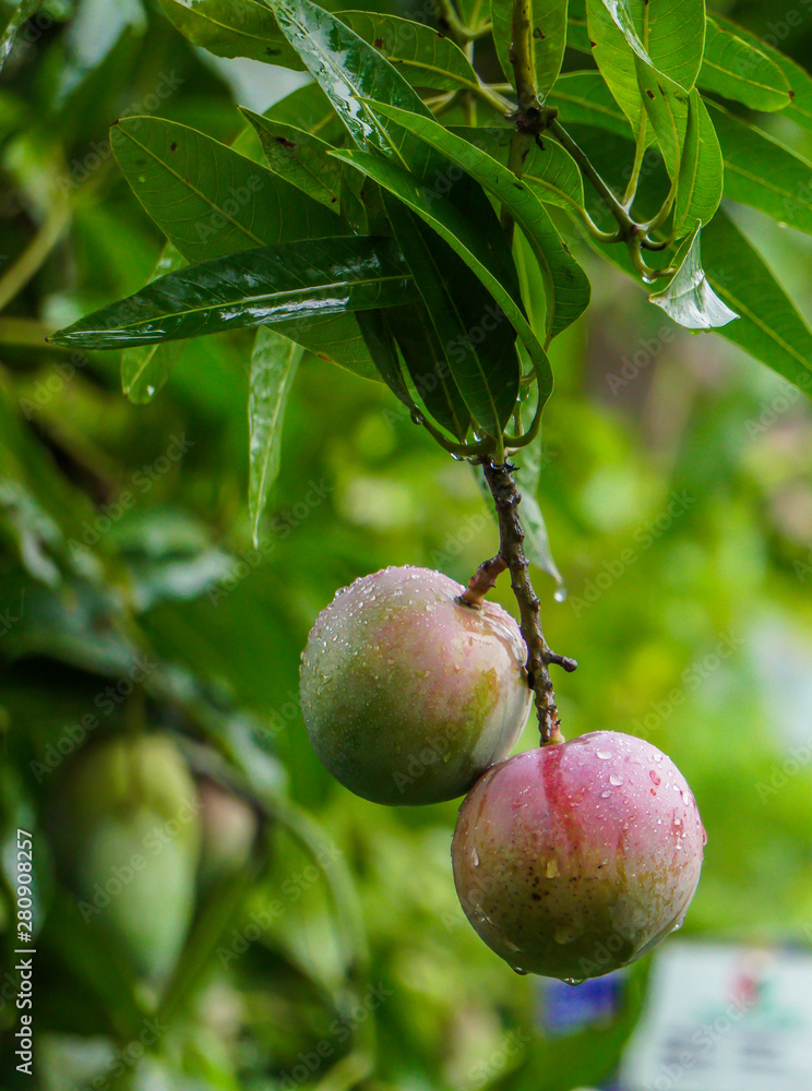 HD Mango Image, Green blur background, Mango fruit hanging on mango ...