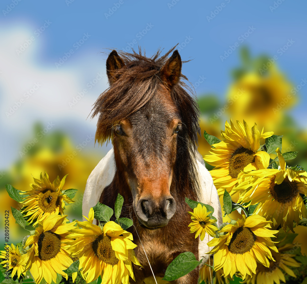 Pony, horse and sunflowers Stock Photo | Adobe Stock