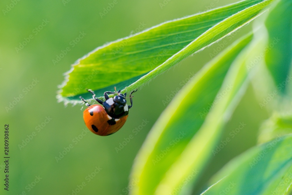 Ladybug (Coccinella septempunctata), also known as ladybug, ladybug or ...