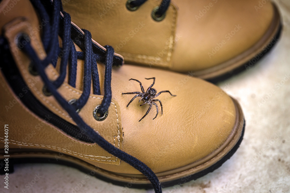 poisonous spider rising into a boot. Spider care, fear of spider. Busty ...