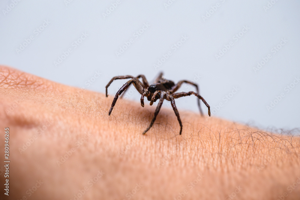 poisonous spider over person arm, poisonous spider biting person ...
