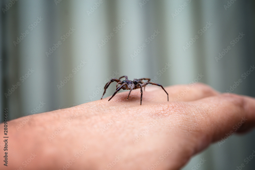 poisonous spider over person arm, poisonous spider biting person ...