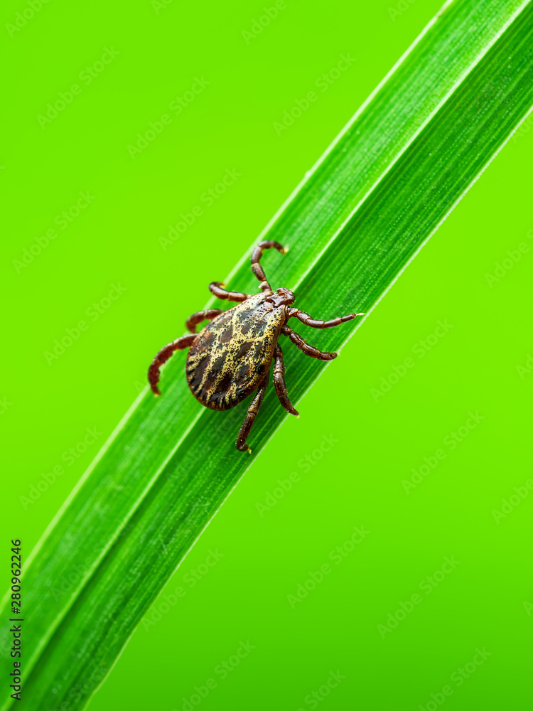 Encephalitis Tick Insect Crawling on Green Grass. Encephalitis Virus or ...