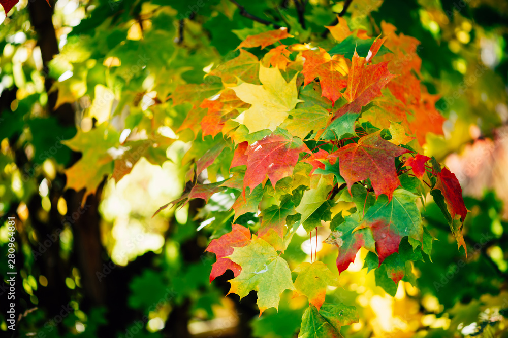 Green Maple Tree Wallpaper