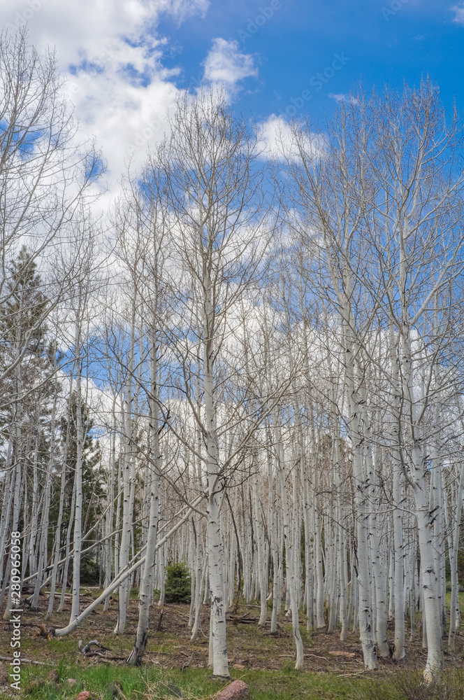 White Burch Trees in Dixie National Forest in Utah, United States of ...