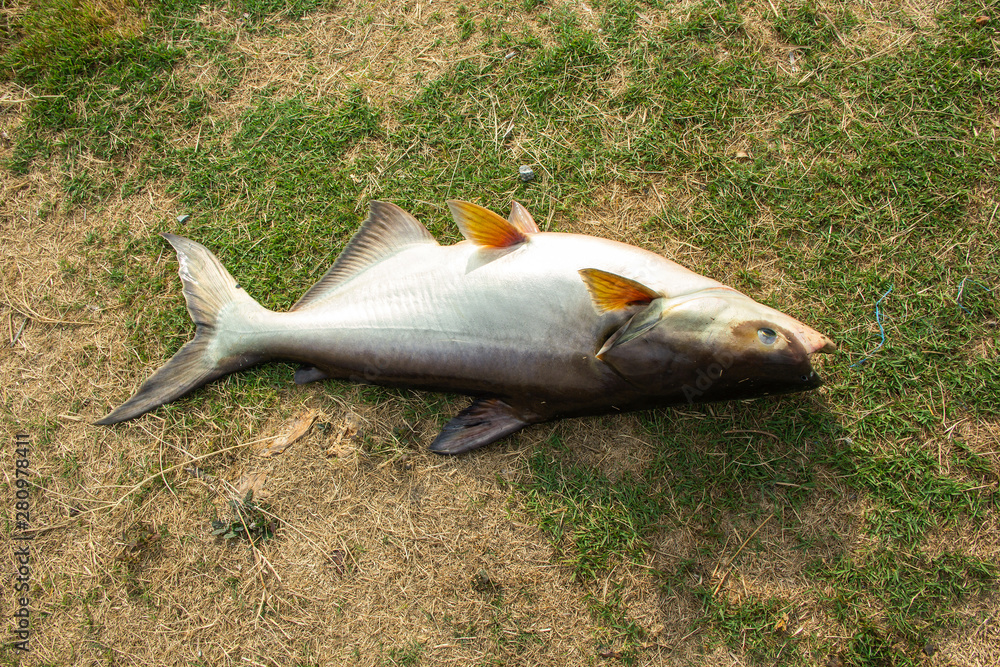 Fishing activities with large freshwater fish of Thailand named Mekong ...