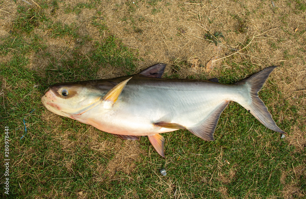 Fishing activities with large freshwater fish of Thailand named Mekong ...