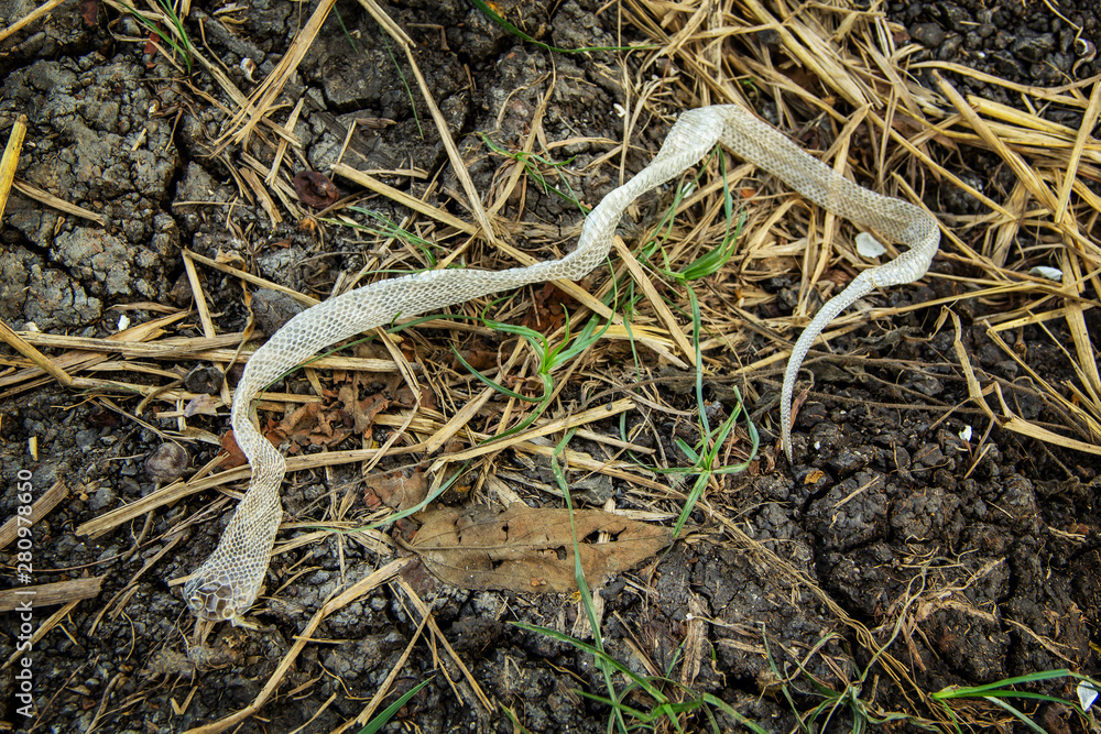 skin molt of snake cobra baby on the ground in the garden in the rainy ...