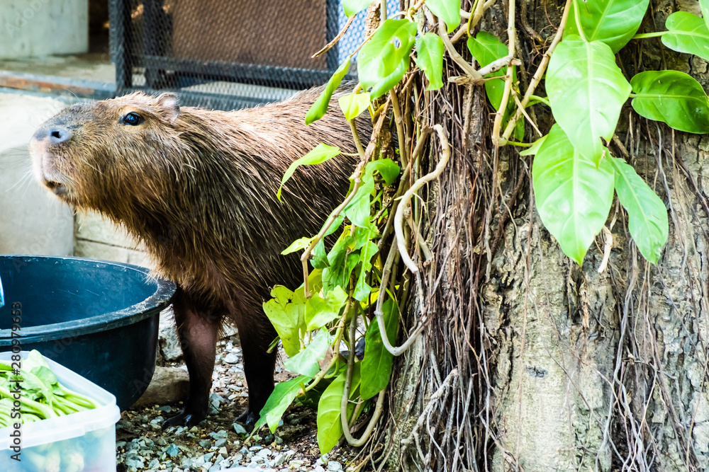 Capybara. The capybara Hydrochoerus hydrochaeris. largest rodent in the ...