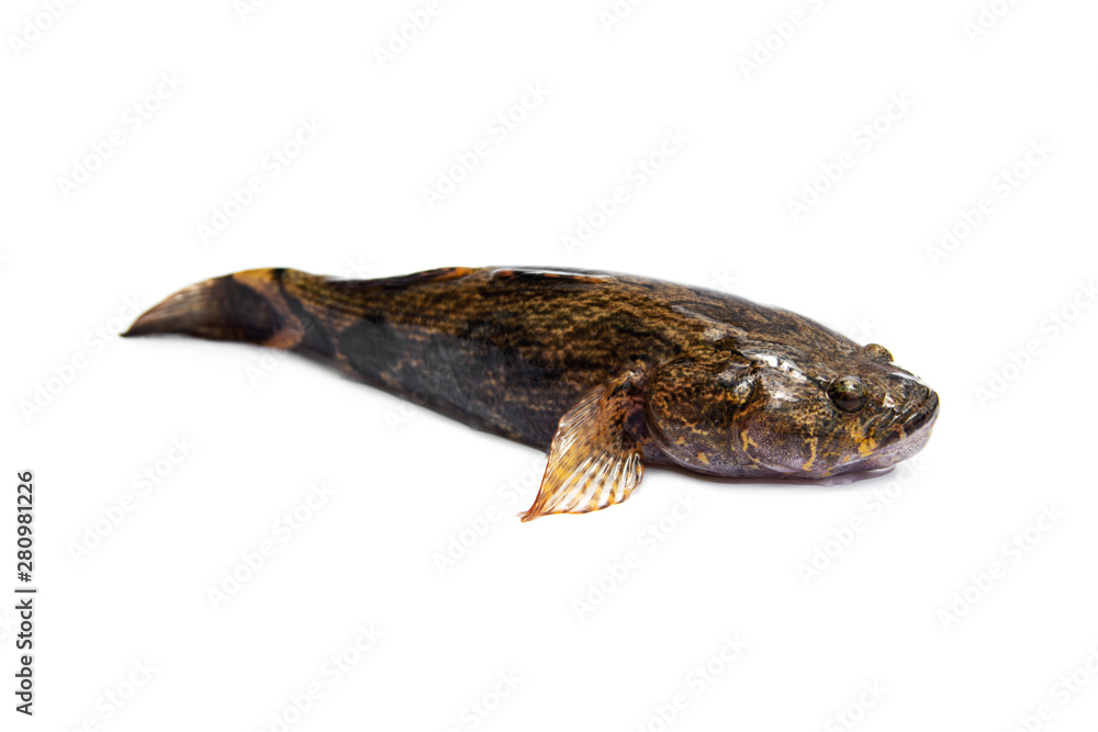 Sleepy goby, Marbled sleeper ( Oxyeleotris marmorata ) is a kind of ...