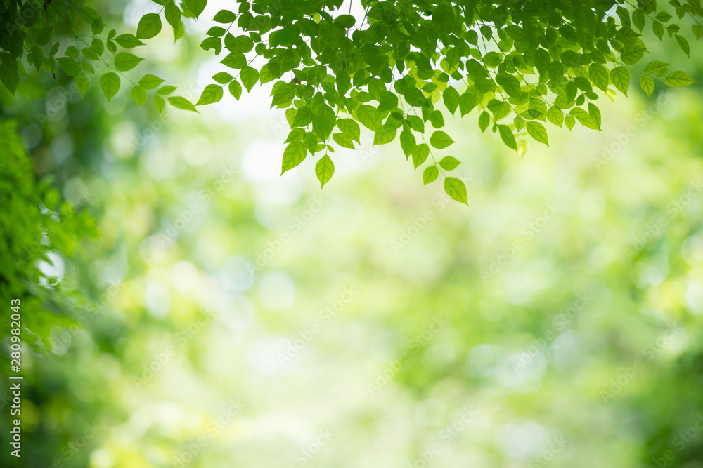 Nature of green leaf in garden at summer. Natural green leaves plants ...