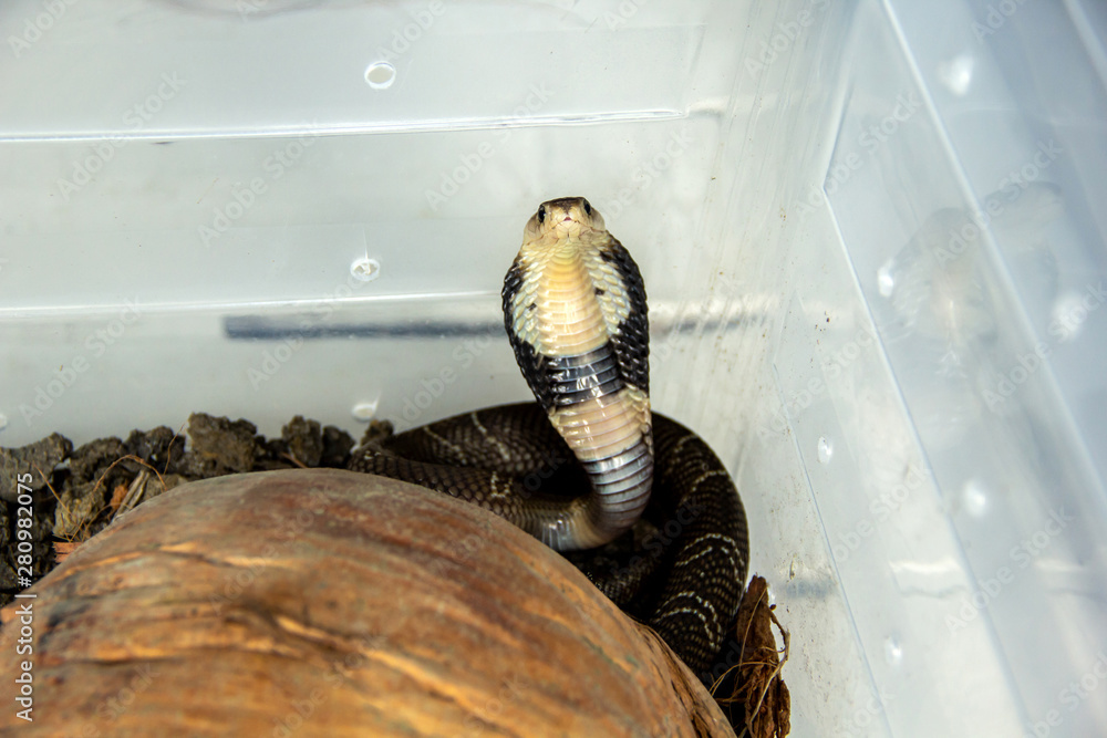 Baby Siamese cobra (Naja kaouthia) in plastic snake feeding box that ...