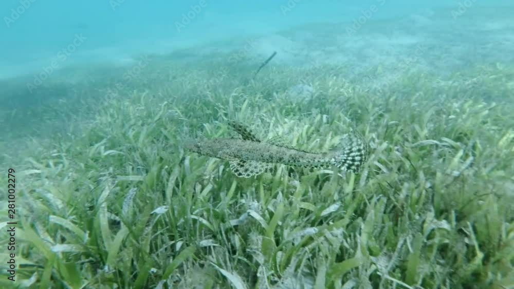 Crocodilefish swims over seabad and hiding in the green sea grass ...