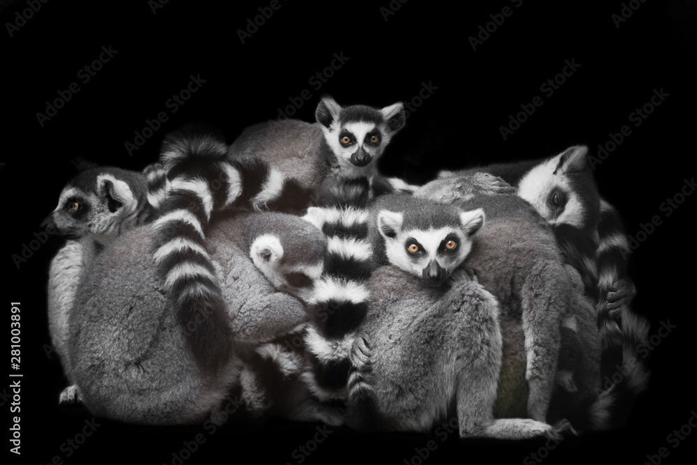 lemurs gathered in a heap (group) for a night's sleep, restless glance ...