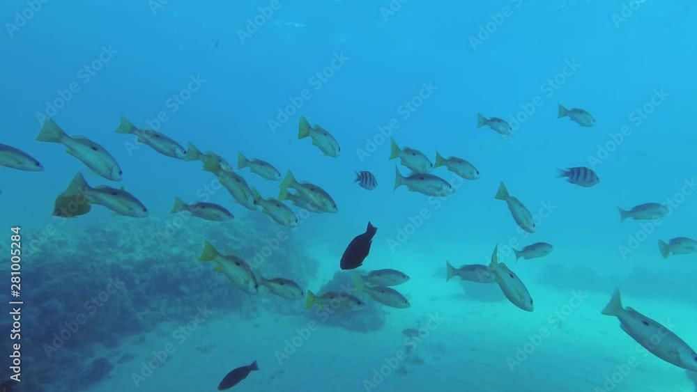 School of yellow Snappers slowly swim in the blue water. Dory snapper ...