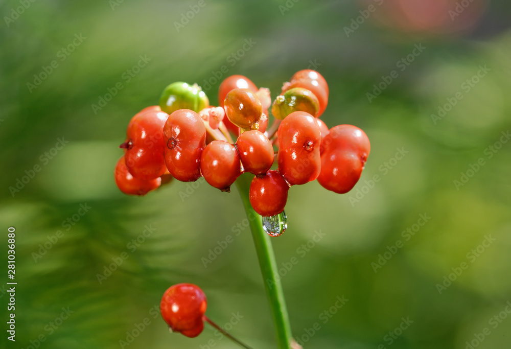 Wild ginseng with berries. A close up of the most famous medicinal ...