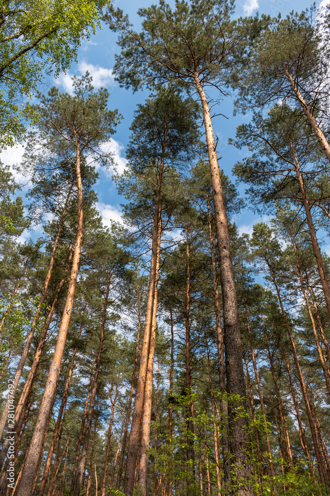 Scots pine, Pinus sylvestris, sometimes called Scotch Pine, is a native ...