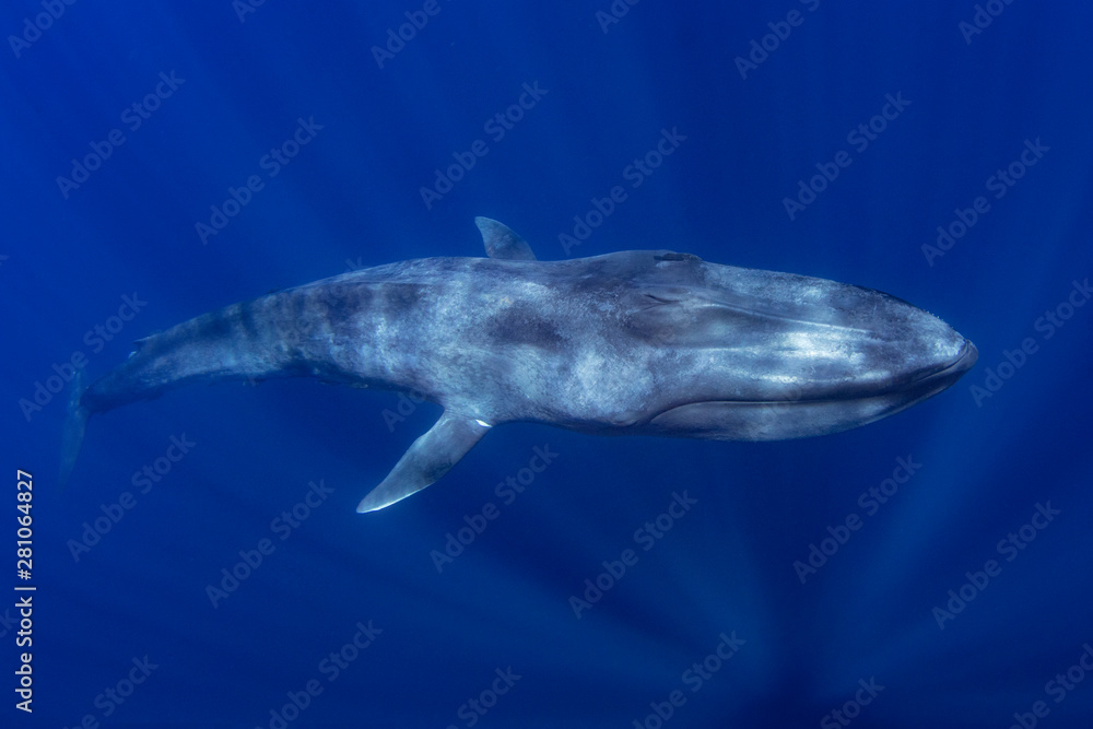 Blue Whale Stock Photo | Adobe Stock
