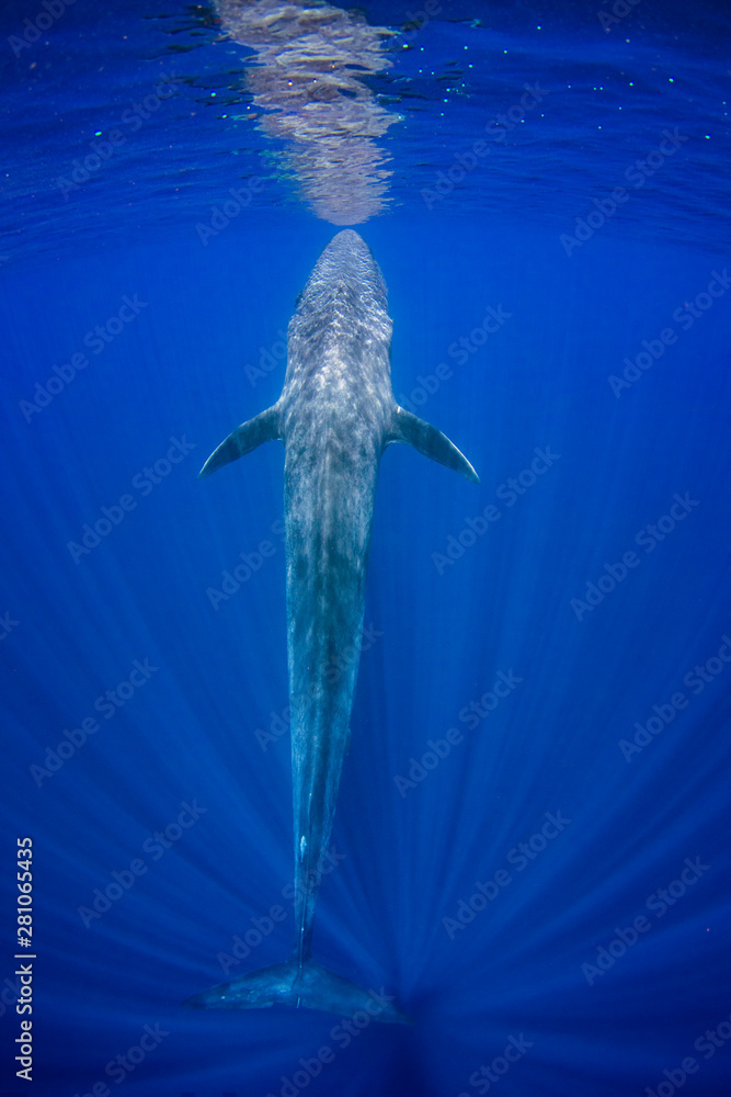 Blue Whale Stock Photo | Adobe Stock