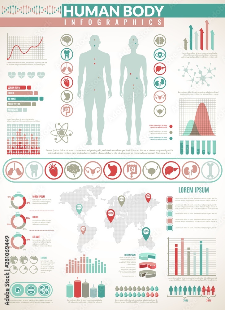 Body infographics. Human health medical vector anatomy infographic with ...