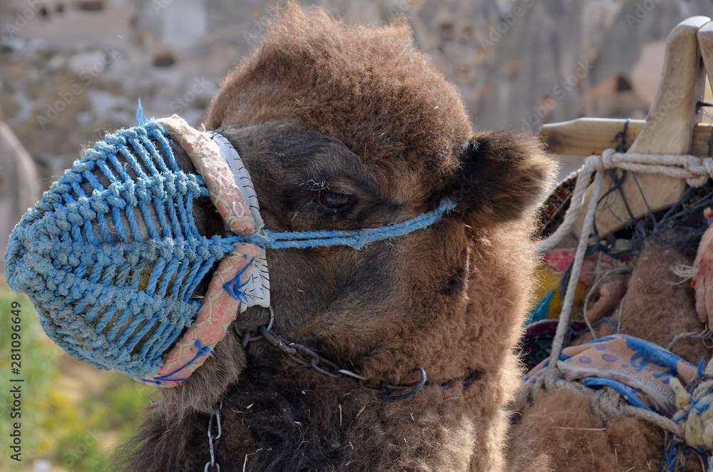 Camel is an ungulate within the genus Camelus, bearing distinctive ...