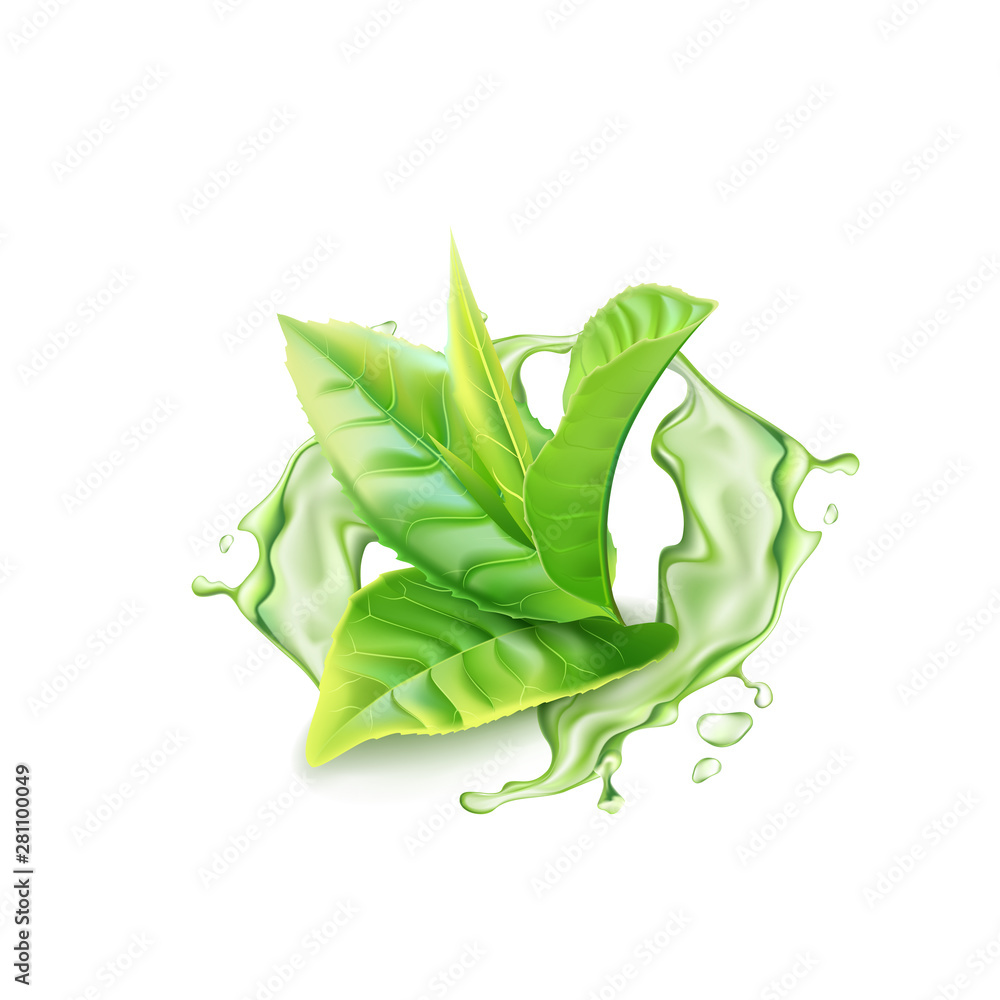 Realistic green tea branch with water splash. Vector illustration Stock ...