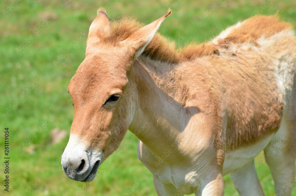 Baby onager (Equus hemionus) is a large member of the genus Equus of ...