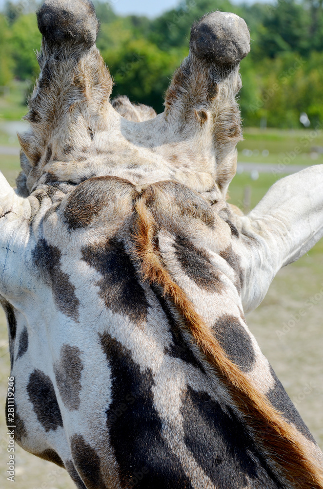 The giraffe close up (Giraffa camelopardalis) is an African even-toed ...