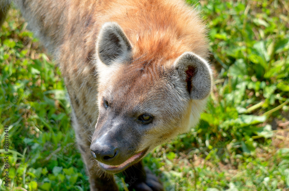 Hyenas or hyaenas. With only four extant species, it is the fifth ...