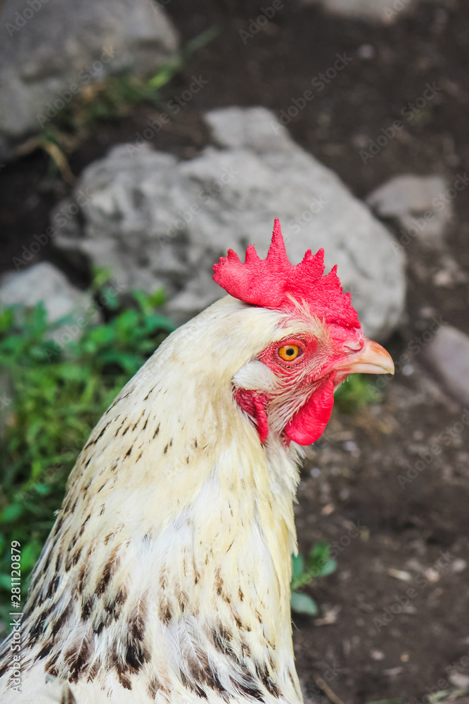 Vertical picture of beautiful white hen standing outside by the chicken ...
