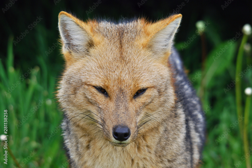 The culpeo (Lycalopex culpaeus), sometimes known as the culpeo zorro or ...