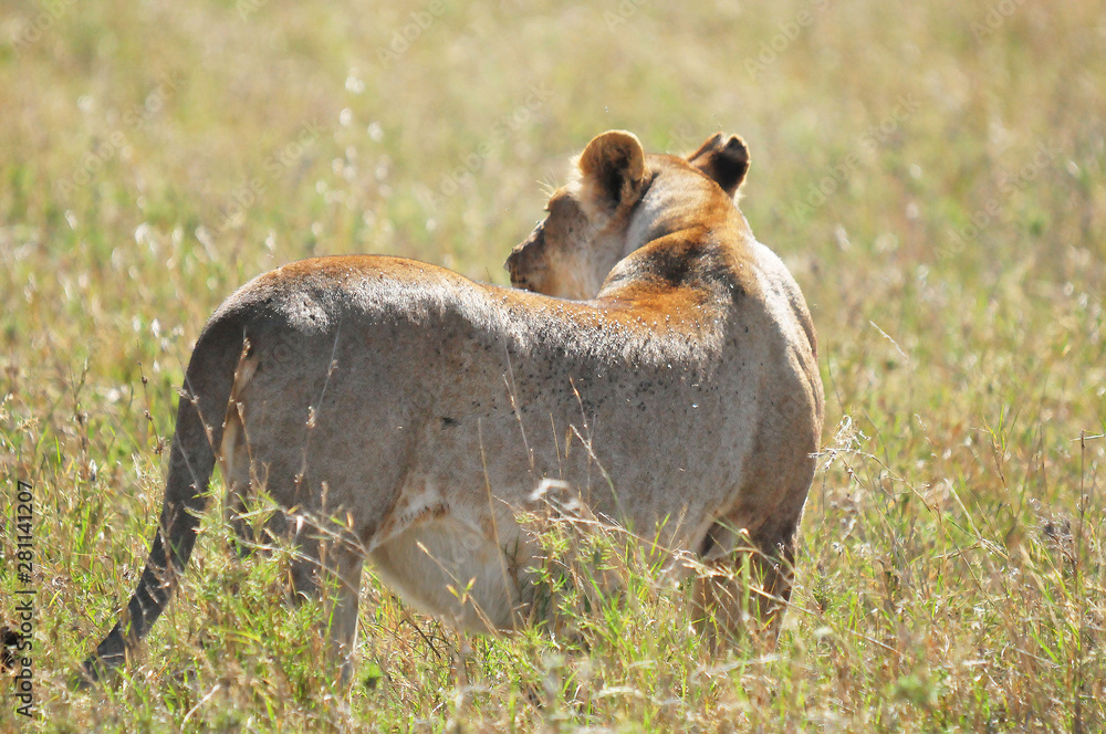 Lion in Serengeti hosts the largest mammal migration in the world ...