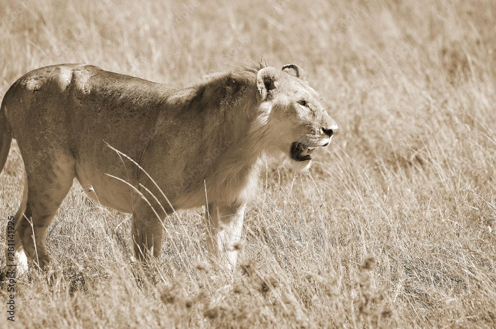 Lion in Serengeti hosts the largest mammal migration in the world ...