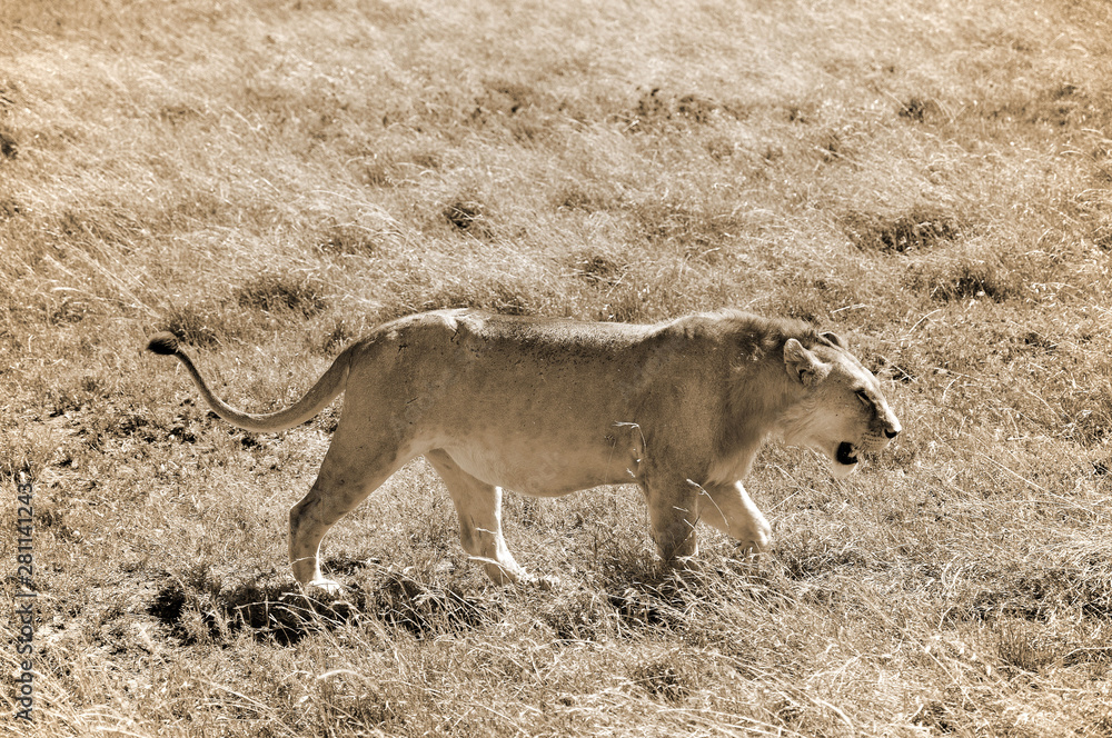 Lion in Serengeti hosts the largest mammal migration in the world ...