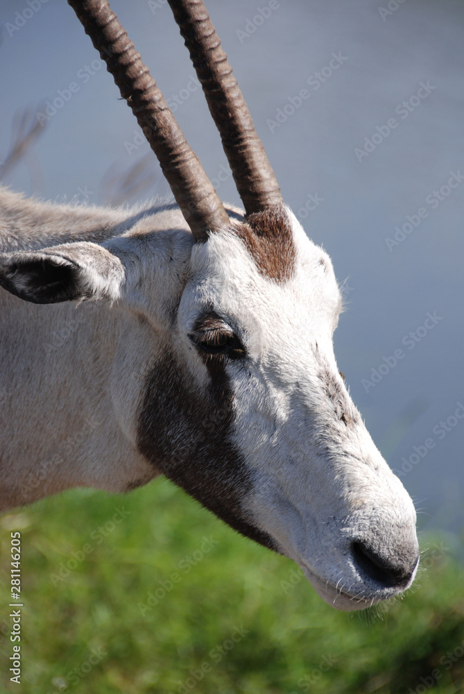 The East African oryx (Oryx beisa), also known as the beisa is a ...
