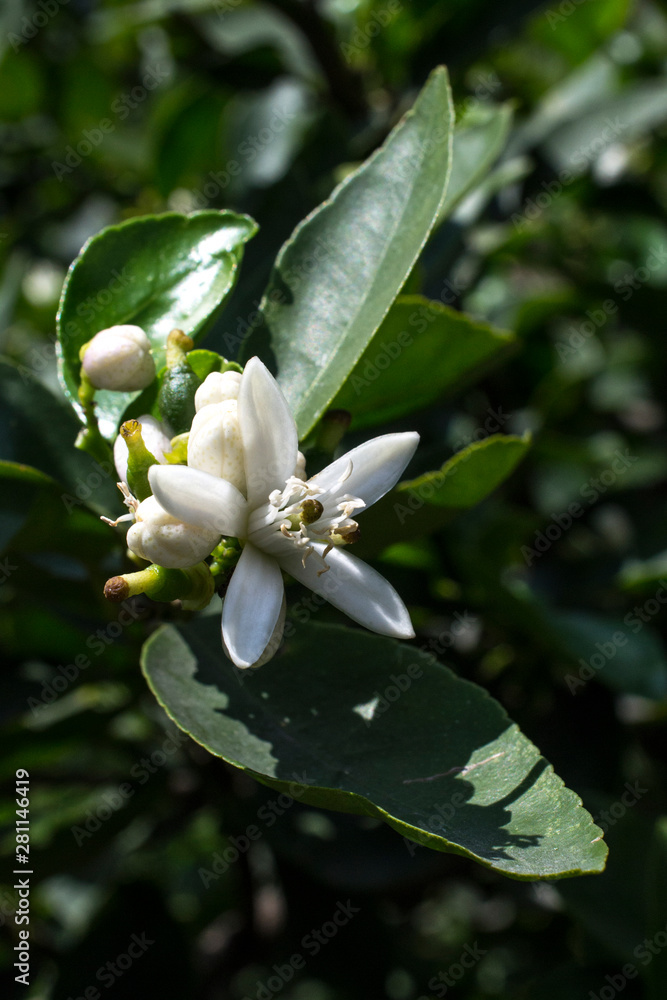 flor de limonero en su árbol, flor abierta y en capullos, a la luz de ...